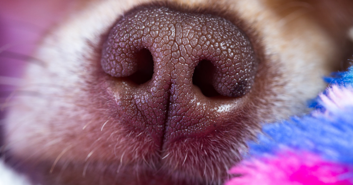 Precious Chihuahua Mix Has a 'Potato Body and Tater Tot Head' - Parade Pets