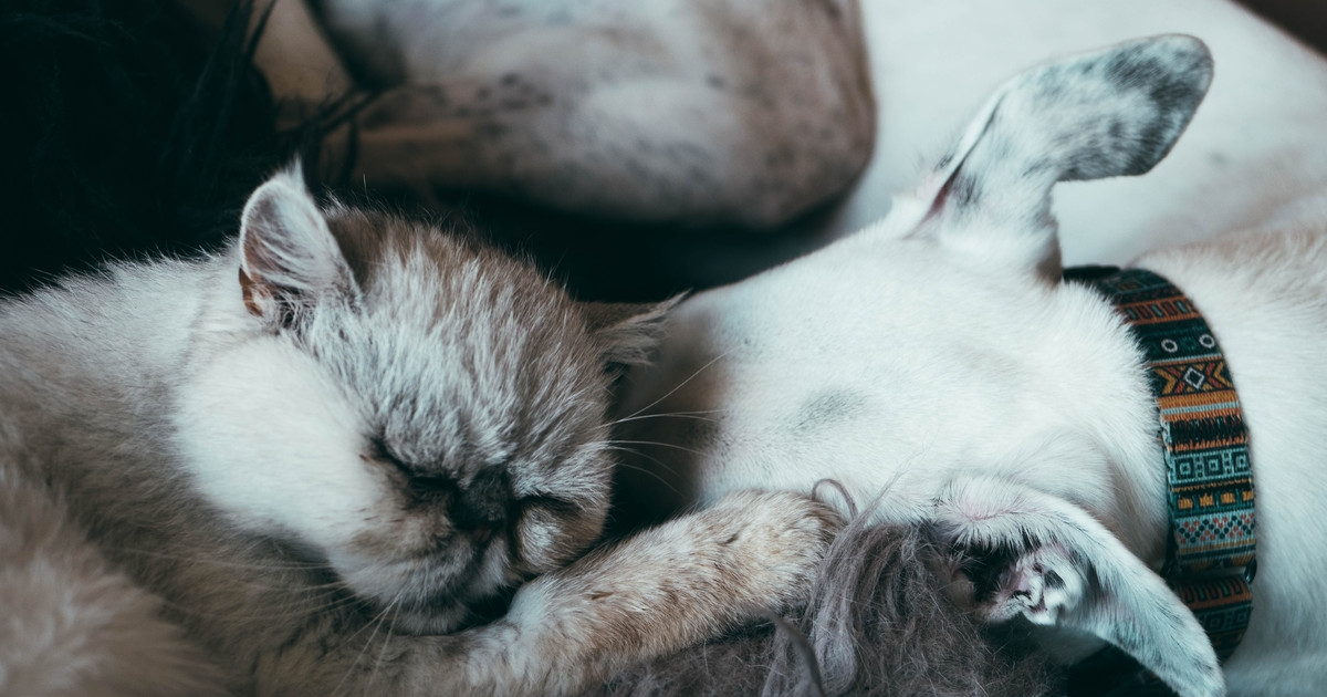 Dog Steps in To Groom 26-Year-Old Cat Who Can't Do It Himself and We're ...