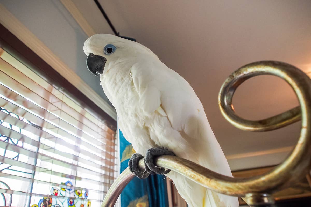 Cockatoo's Cute Comment About the Snow Outside Is Impossible To Resist ...