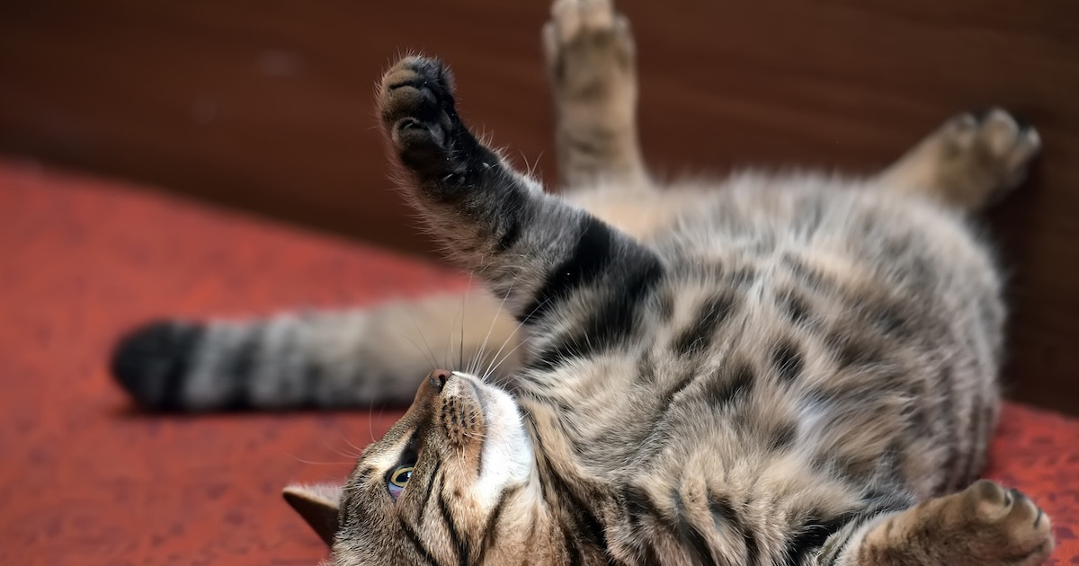 Mama Cat’s ‘Happy Flops’ for Her Kittens Are Pure Joy - Parade Pets