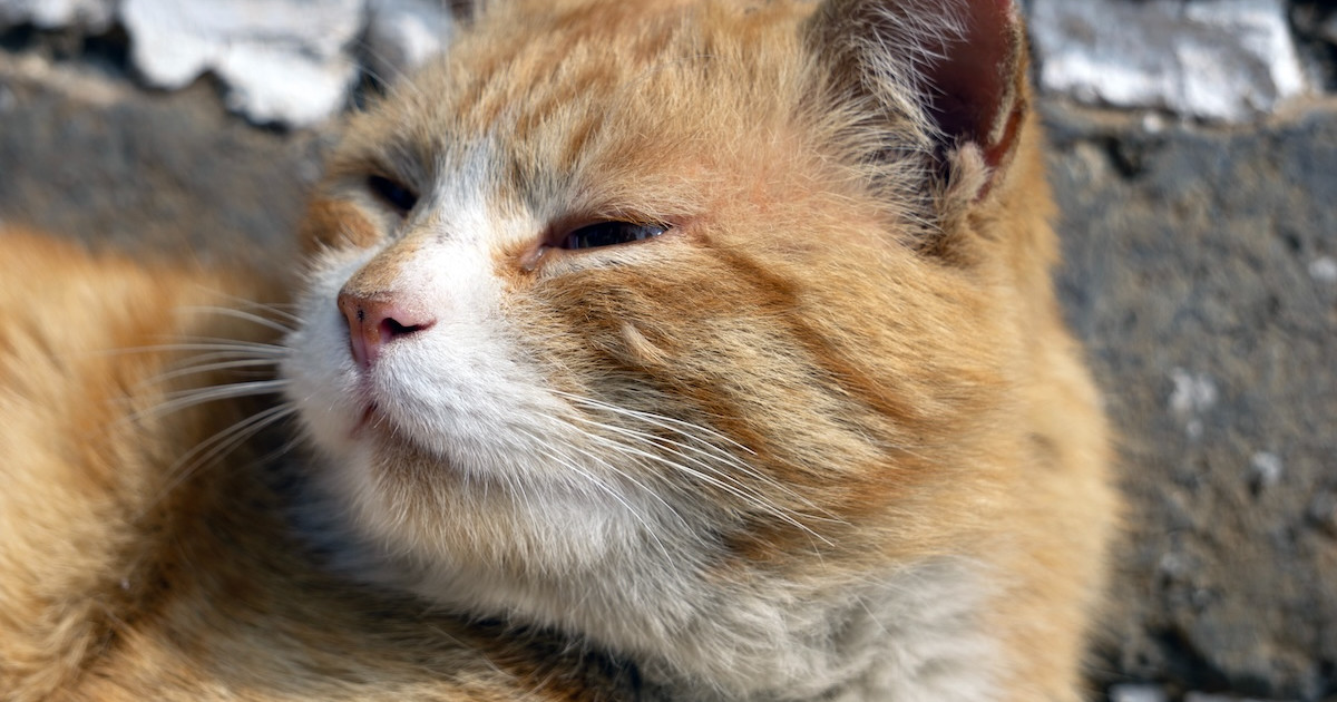 Orange Cat 'Steals the Show' at the Great Wall of China - Parade Pets