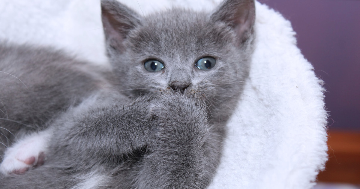 Tiny Gray Kitten With Huge 'Rabbit Feet' Paws Grows To Be the Cutest ...