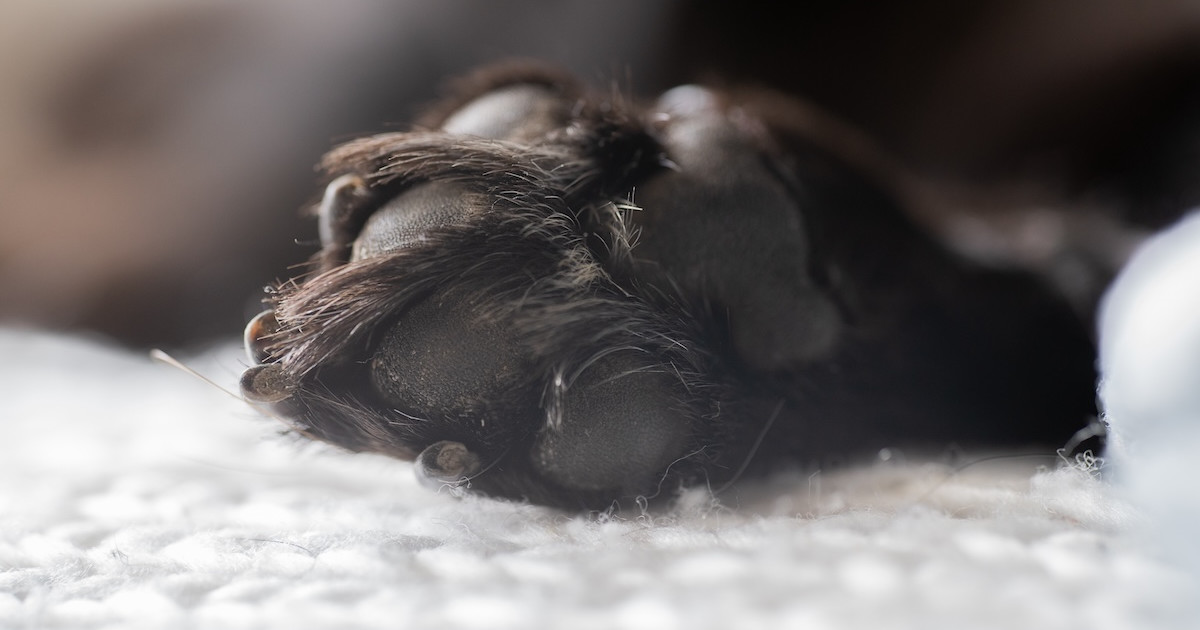 Scottish Terrier Puppy Looks Just Like a Fluffy Bear Cub - Parade Pets