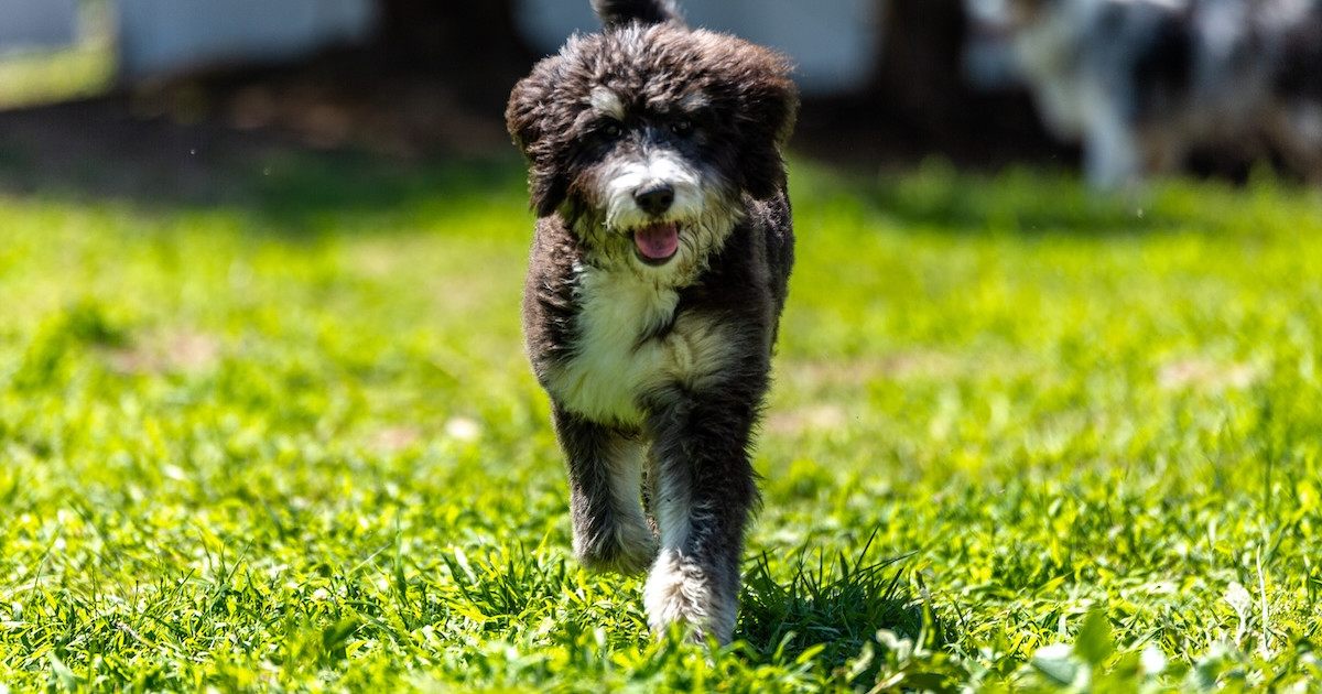 Bernedoodle Puppy Nails Her Tricks Like the Sweetest Girl - Parade Pets