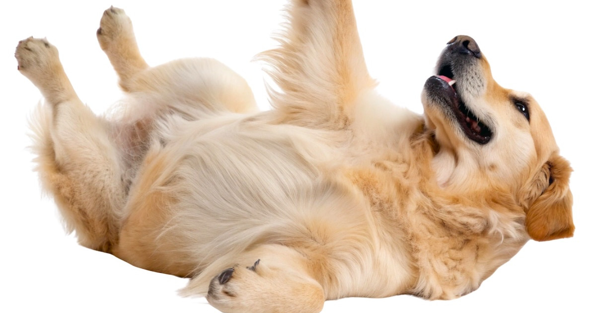 Golden Retriever Is Completely Blissed Out as a Duck Toy Rests on His ...