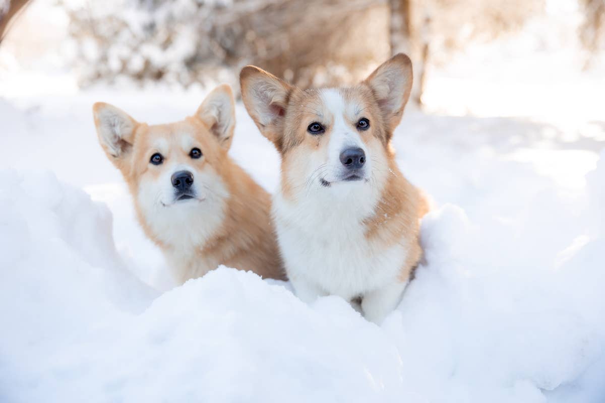 Corgi Siblings Take On Big Snow and Quickly Regret It - Parade Pets