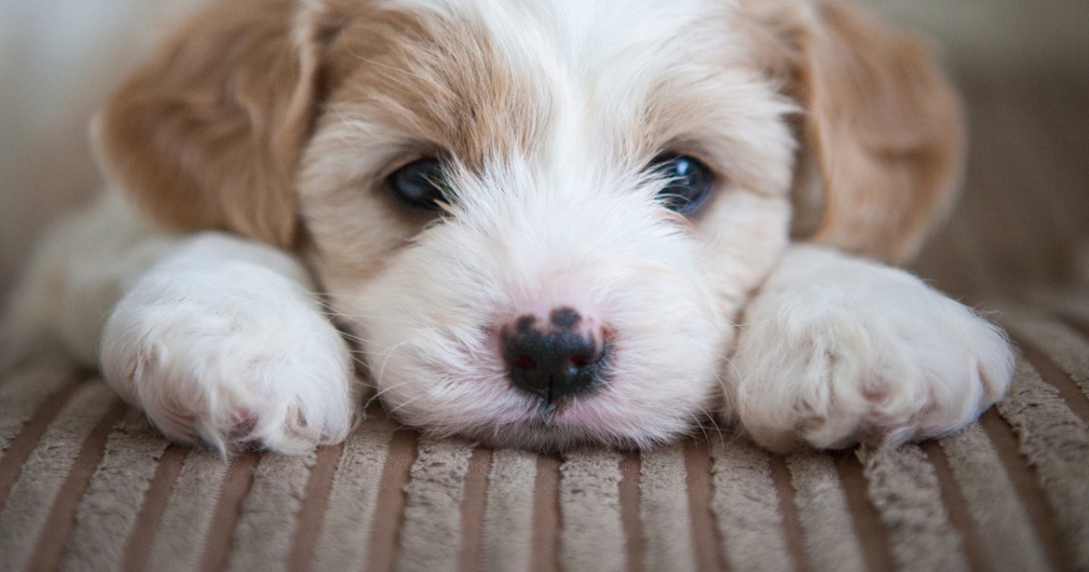 8 Subtle Signs Your Dog Is Scared, According to a Trainer - Parade Pets