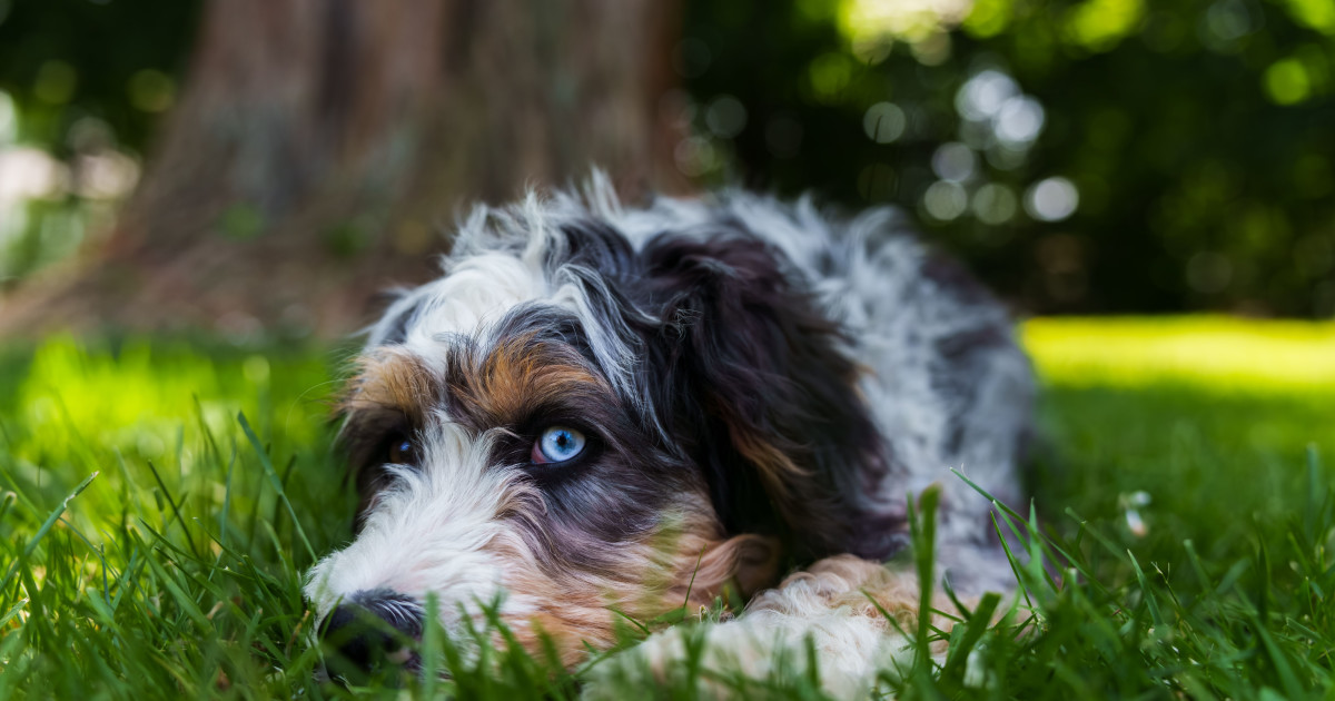 Sleepy Bernese Fighting To Stay Awake Is All of Us At 8:00PM - Parade Pets