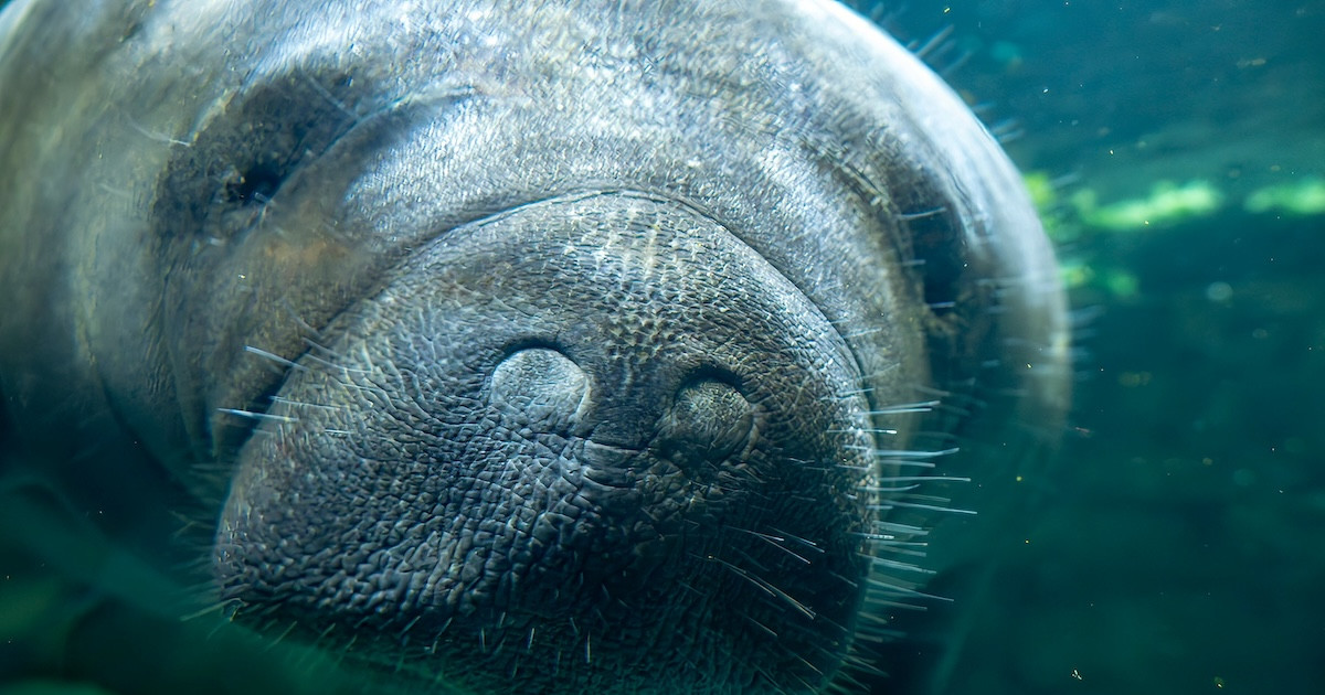 Baby Manatee Who Looks Like ‘Tiny Marshmallow’ Is Too Cute - Parade Pets