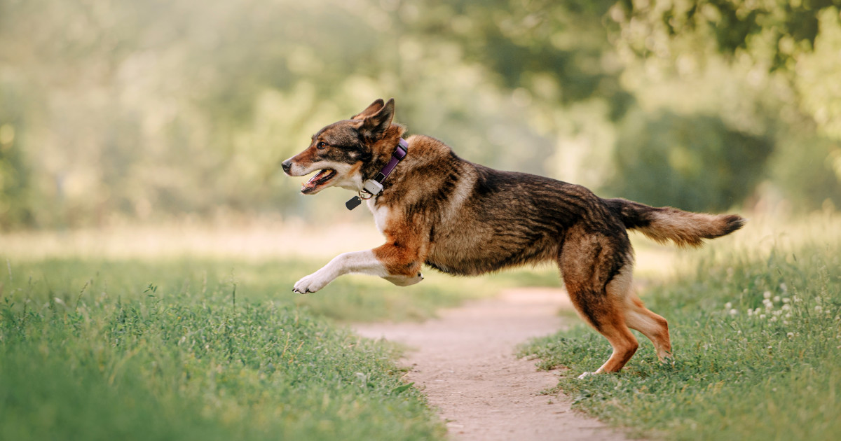 This AI-Powered Collar Put's Your Pup's Wellness in Your Palm - Parade Pets