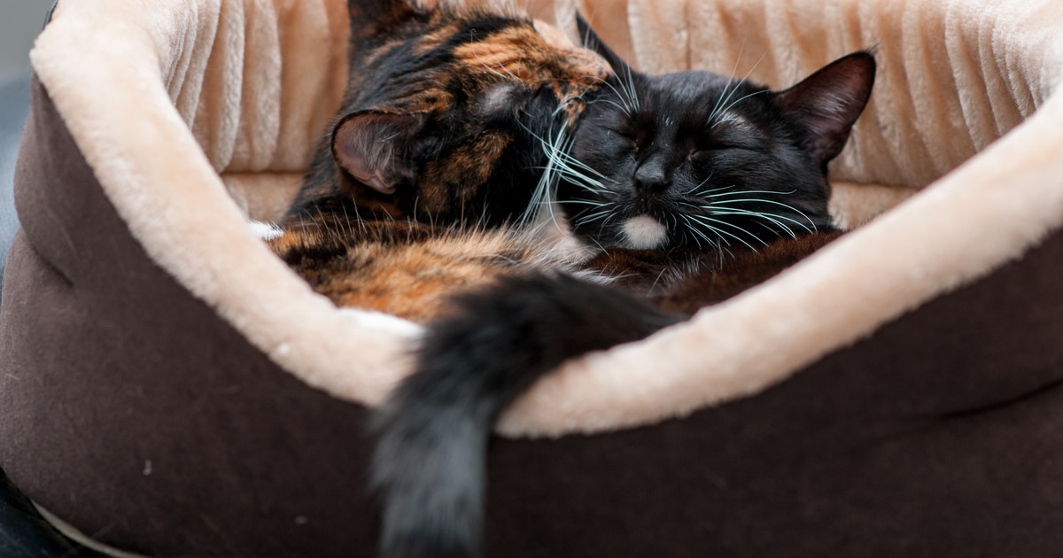 Colossal Tortoiseshell Cat Loves Big Brother So Much She Groomed His ...