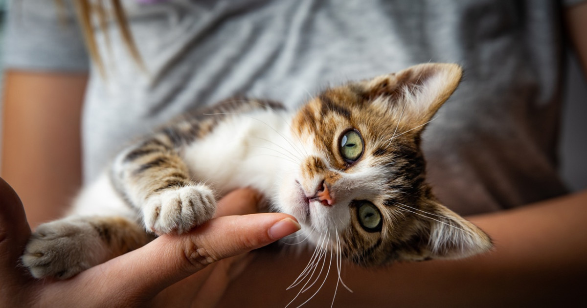 Top 5 Cat Breeds to Have as Pets, According to a Vet - Parade Pets