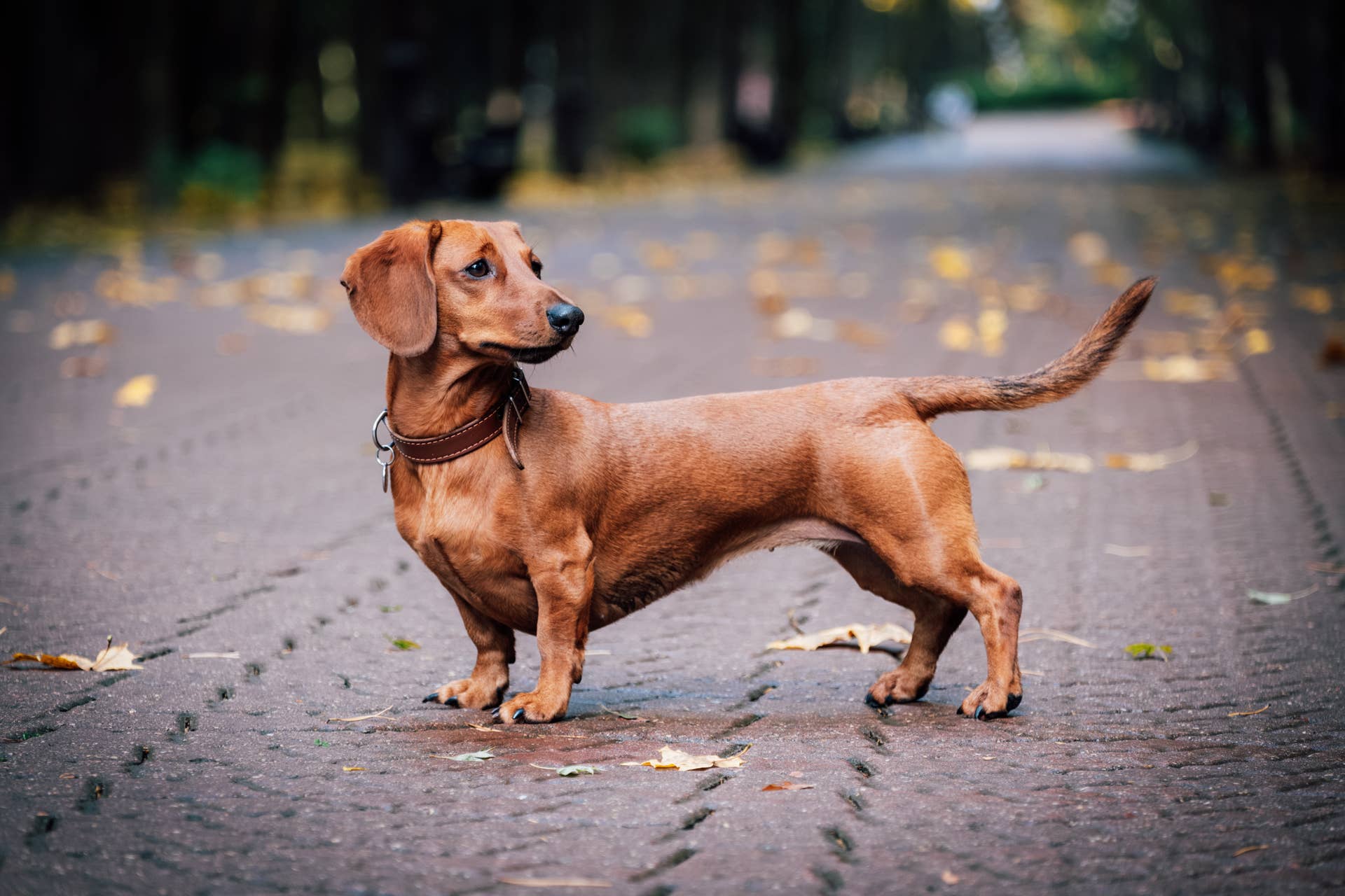 Yarmulke-Wearing Dachshund Celebrates Hanukkah With Look-Alike Menorah ...