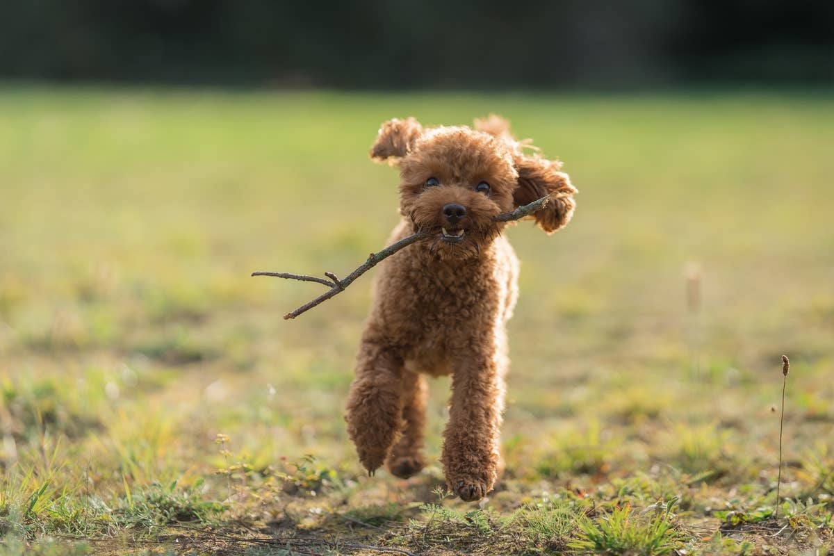 Proud Toy Poodle Finds Huge 'Stick' and Freaks Out Mom After She ...