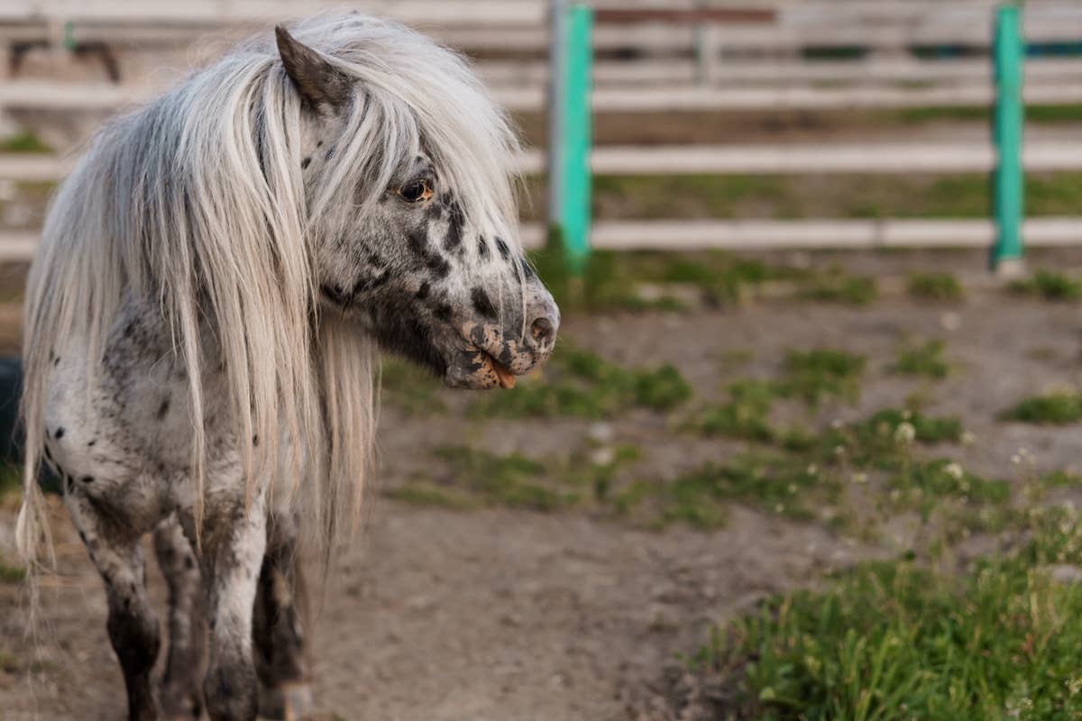 Polka Dot Pony Pulls Up for Perfect Picture With Santa - Parade Pets