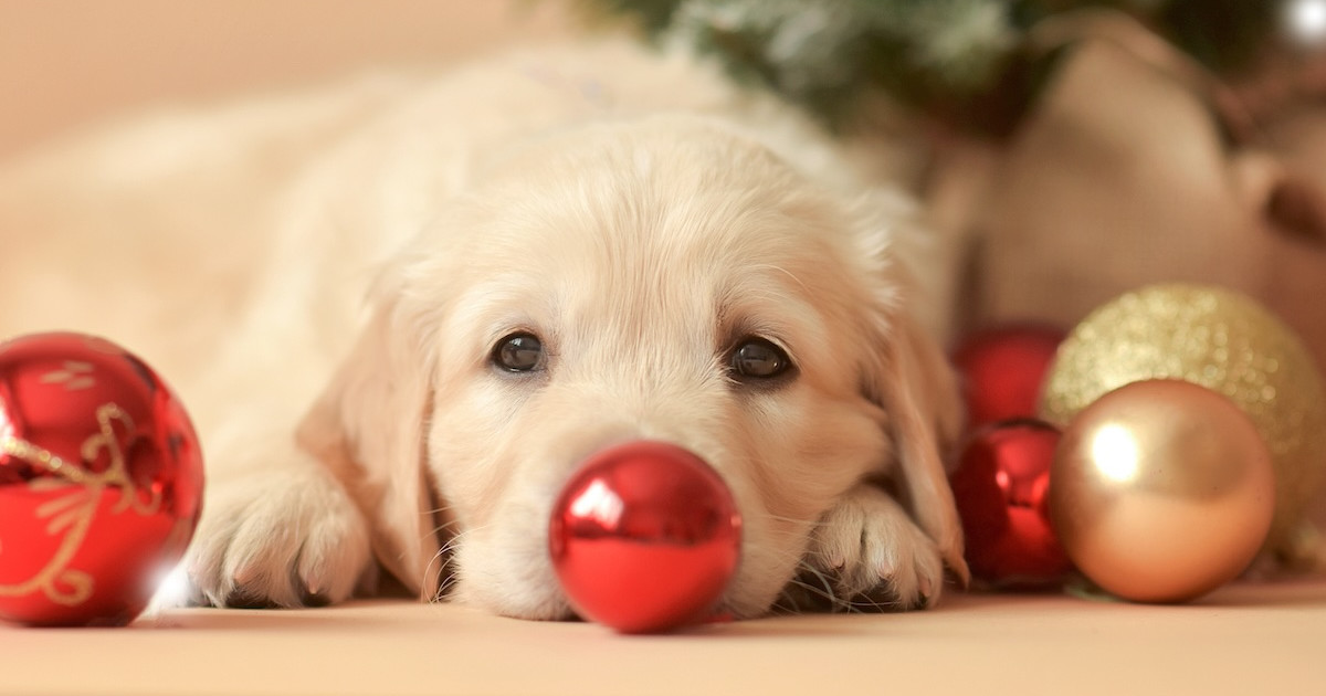 Golden Retriever’s Tippy-Tap Temper Tantrums Just Got Festive With ...