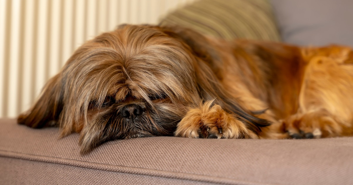 Alarmed Shih-Tzu Who Looks Straight Out of 'Star Wars' Rocks Alien ...