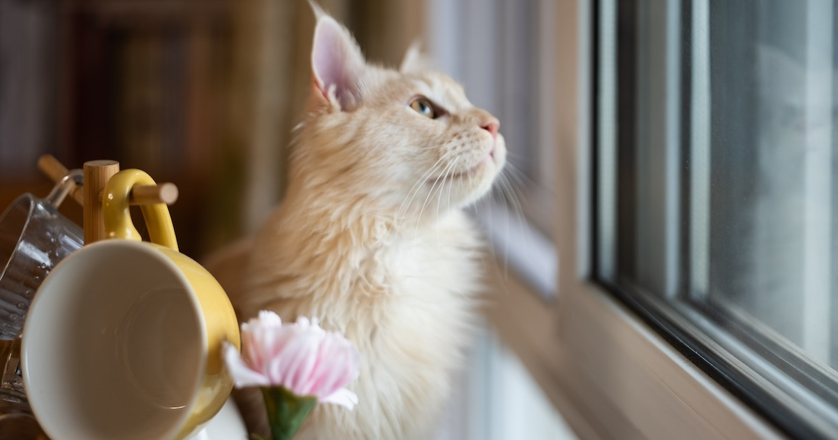 Cross-Eyed Cat Looks Just Like a 'Toasted Marshmallow' - Parade Pets