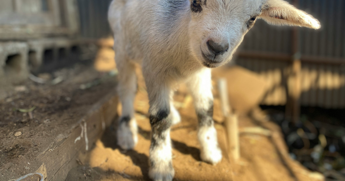 Trio of Baby Goats Happily Eating Is Pure Bliss - Parade Pets