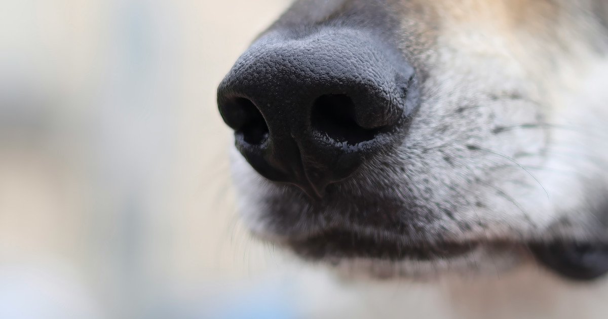 Spotted Chihuahua-Dachshund Mix 'Never Grew Into' His Giant Ears and It ...