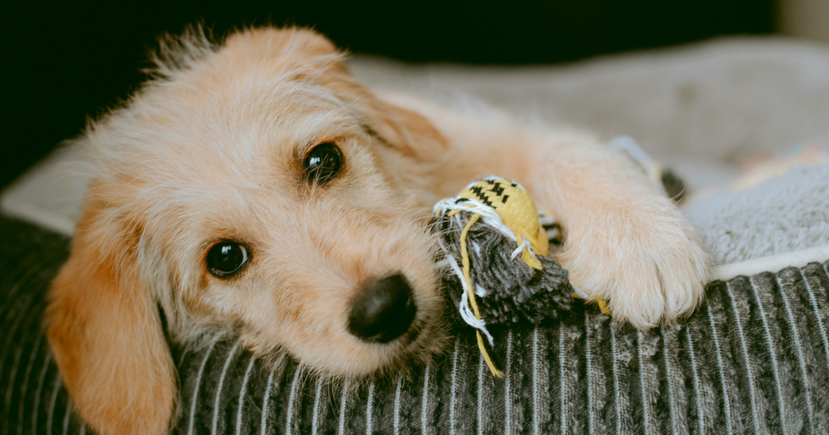 Golden Retriever Puppy Hilariously Slips Off Chair and Lands on Her ...
