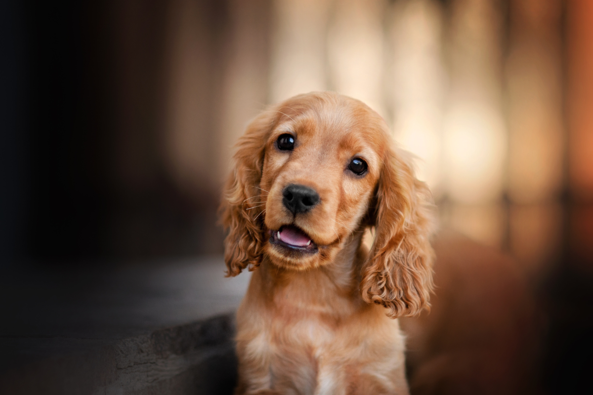 Tiny Cocker Spaniel Puppy Runs Through Every Trick He Knows for a Treat ...
