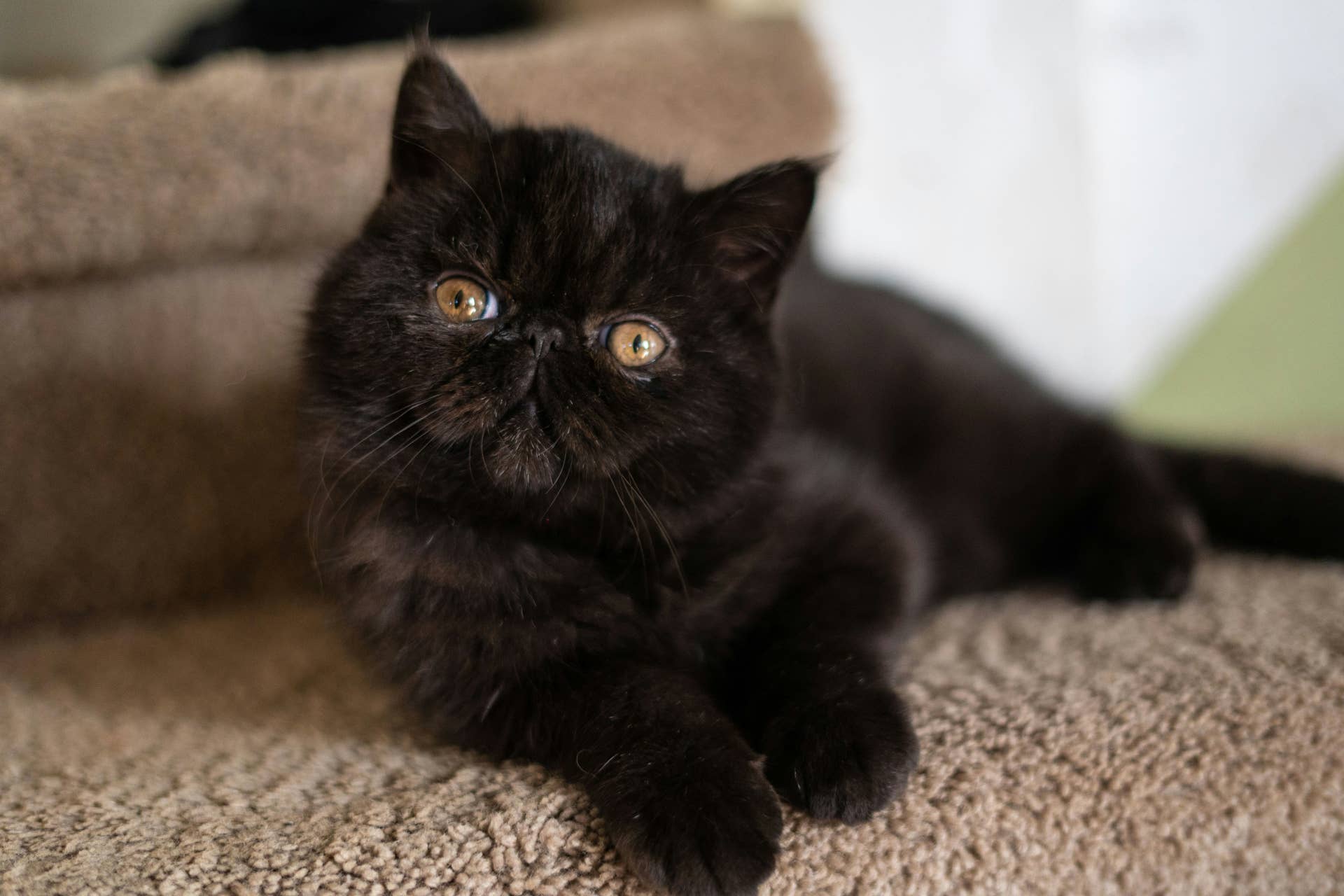 Meet Dobby, an Adorable Four-Eared Cat Melting Hearts in Alabama ...