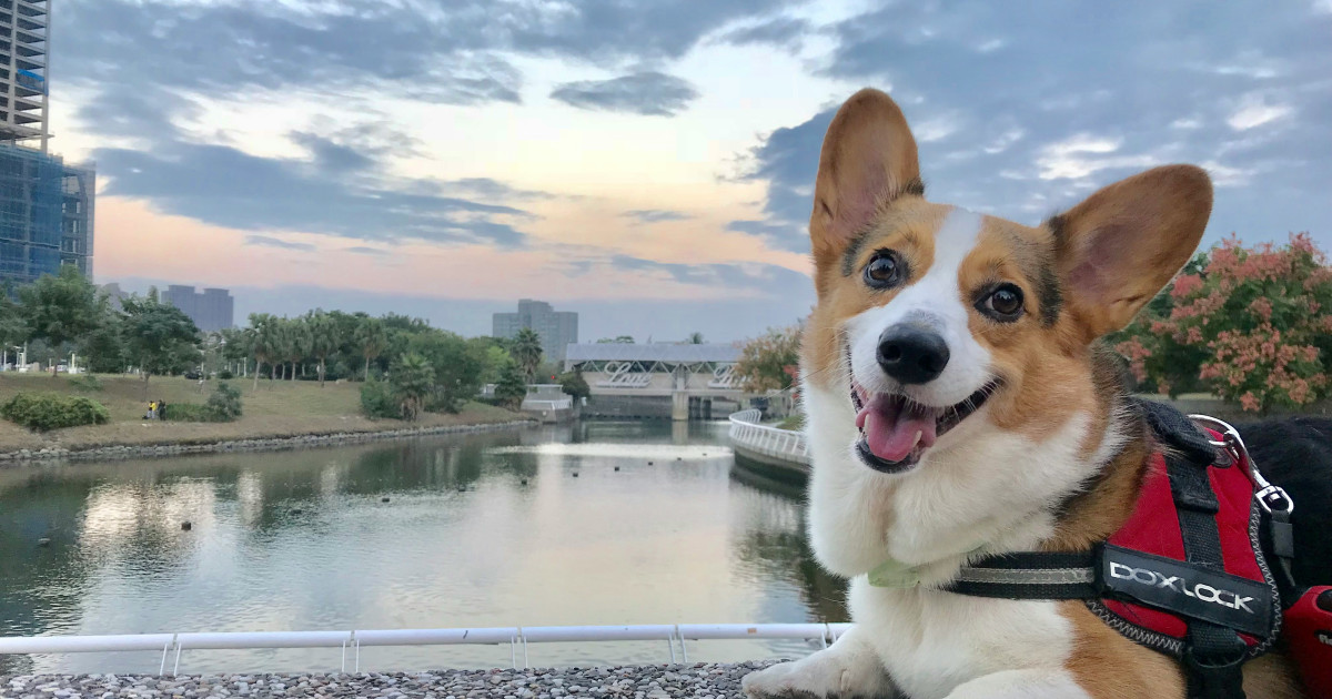 Corgi Refuses Pricey Swim Class by Remaining on Float and It's Too ...