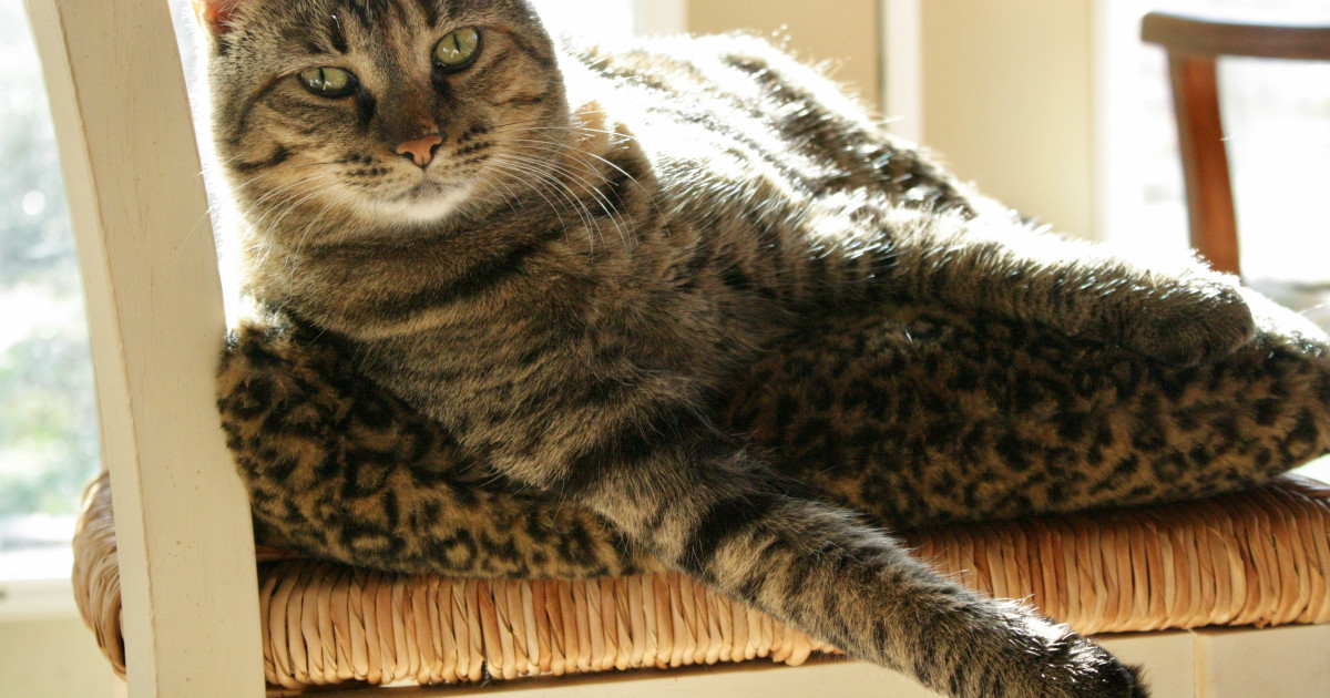 Tabby Cat Demands Mom Turn on Heated Bed With Genius Sequence of Events ...