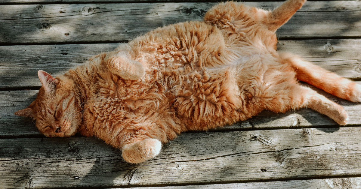 Orange Cat Is 'Blissed Out on Kisses' and It's So Cute, We Can't Take ...