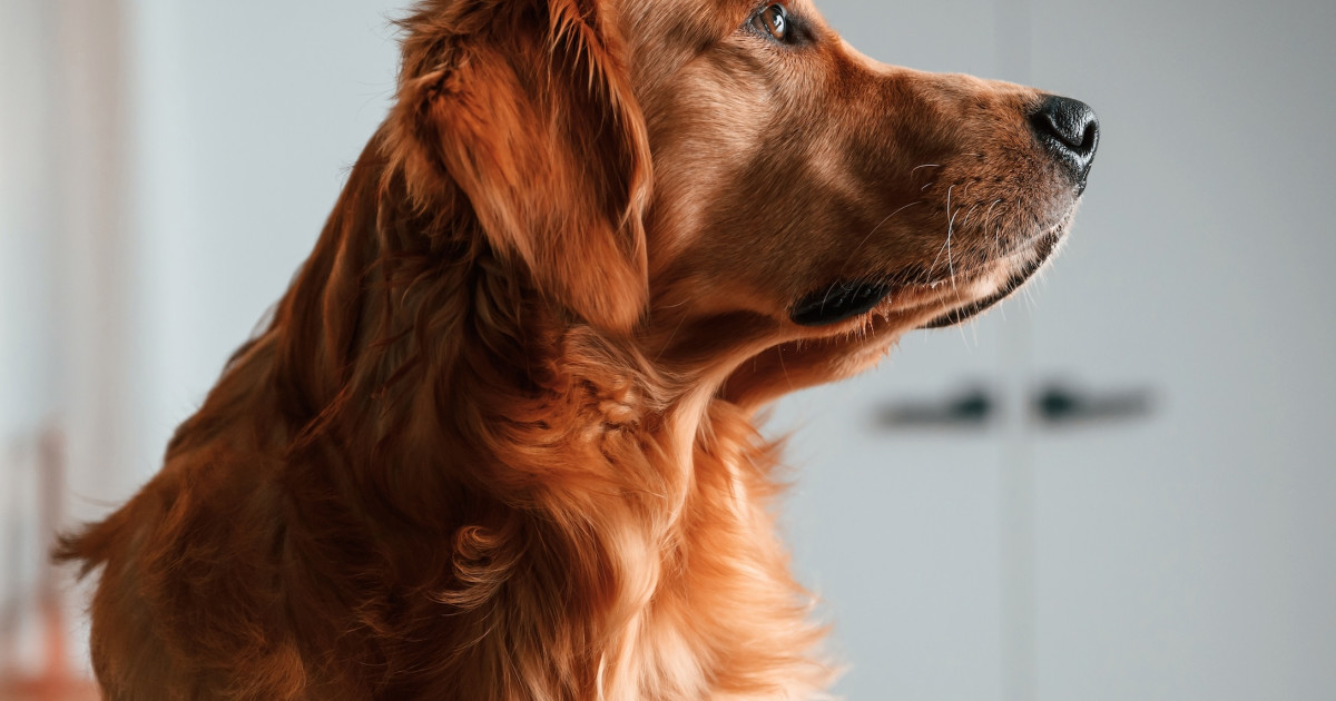 Golden Retriever Does His Part to 'Protect the Community' - Parade Pets