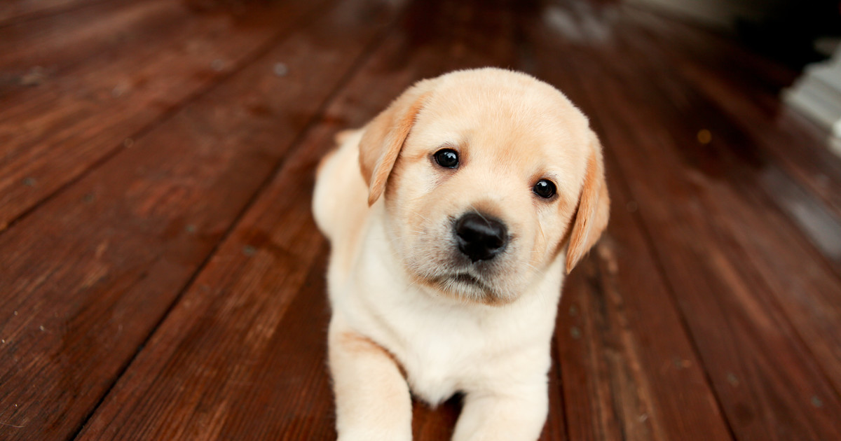 English Labrador Puppy Adorably Hops Around Like He’s Part Bunny and It ...