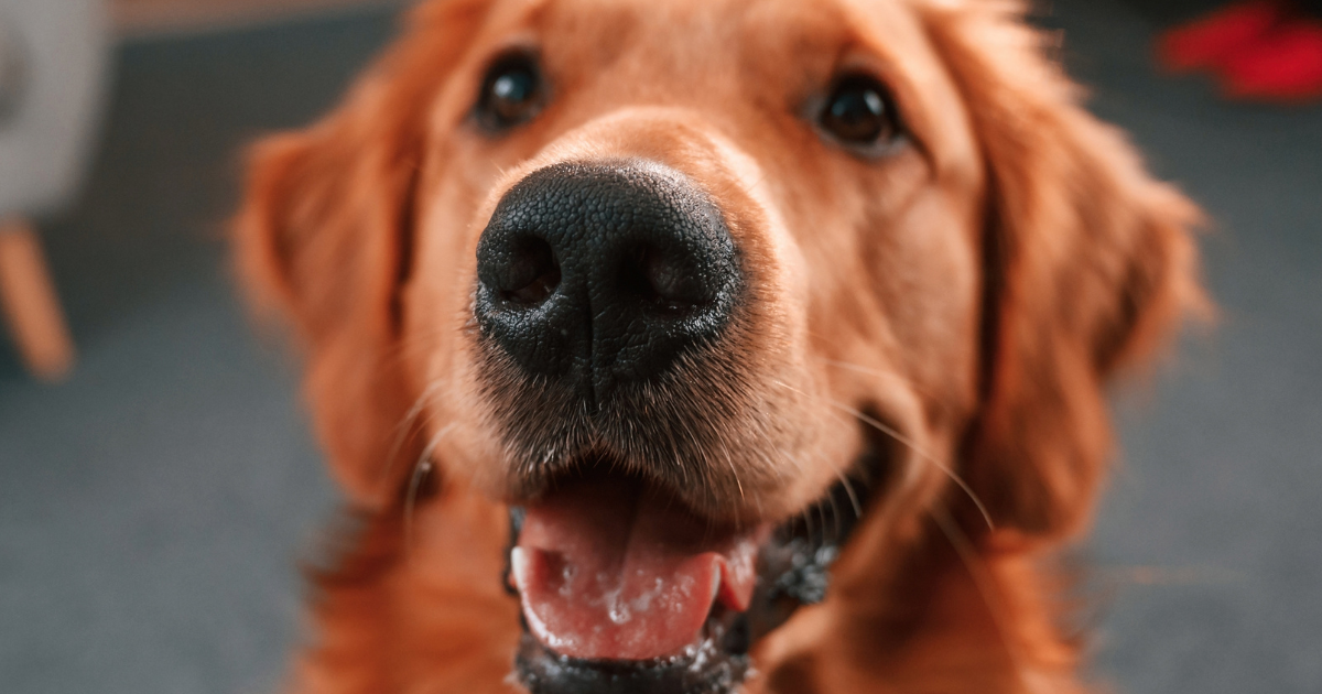 Clingy Golden Retriever Starts His Day With Mandatory Mom Snuggles ...