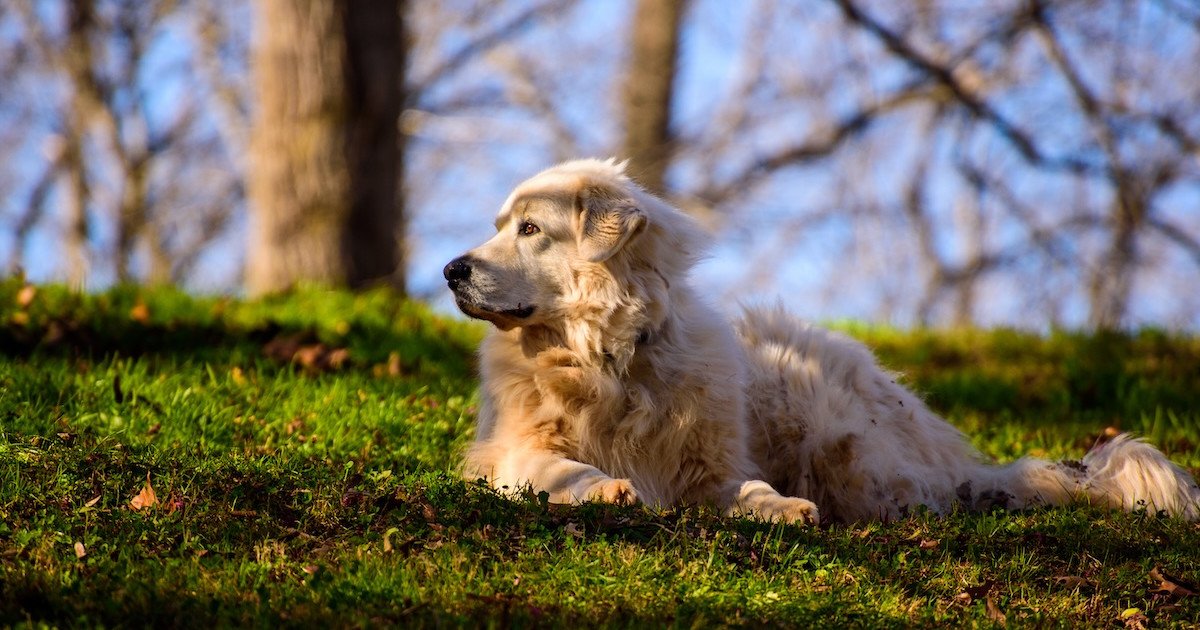 Great Pyrenees Puppy’s Game Goes Wrong in the Best Way - Parade Pets