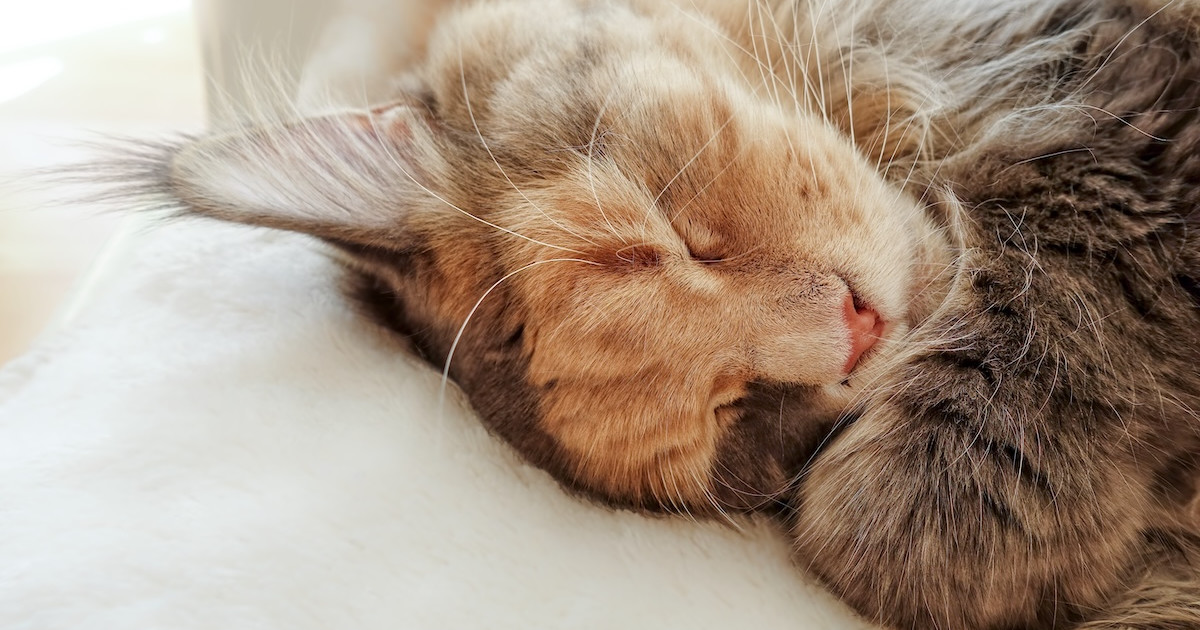 Pretty Tortie Cat’s Visit From the ‘Tooth Fairy’ Is So Sweet - Parade Pets