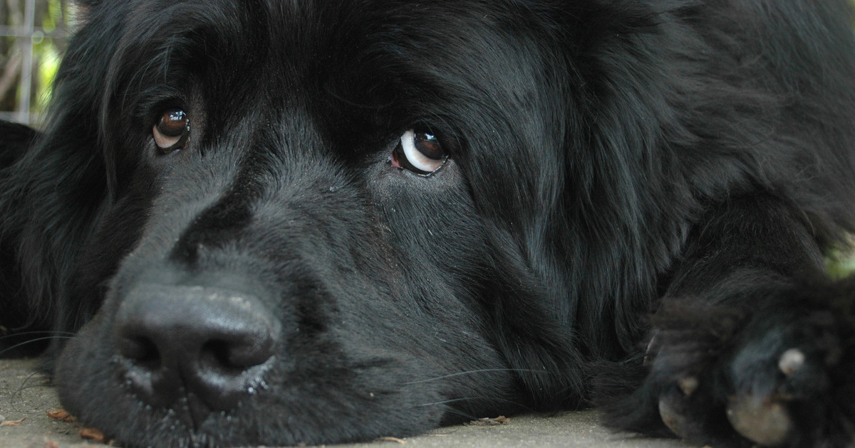 Newfoundland Heartbroken When Kids Leave for School Is the Sweetest ...