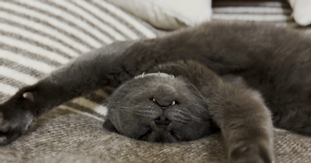 Gray Cat’s Hilarious Half-Asleep Face Makes Her Look Straight-up ...