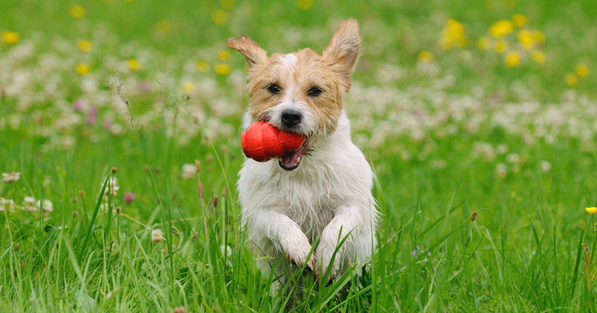 Kong's Adorable New Valentine's Day Collection Has Lots to Love ...