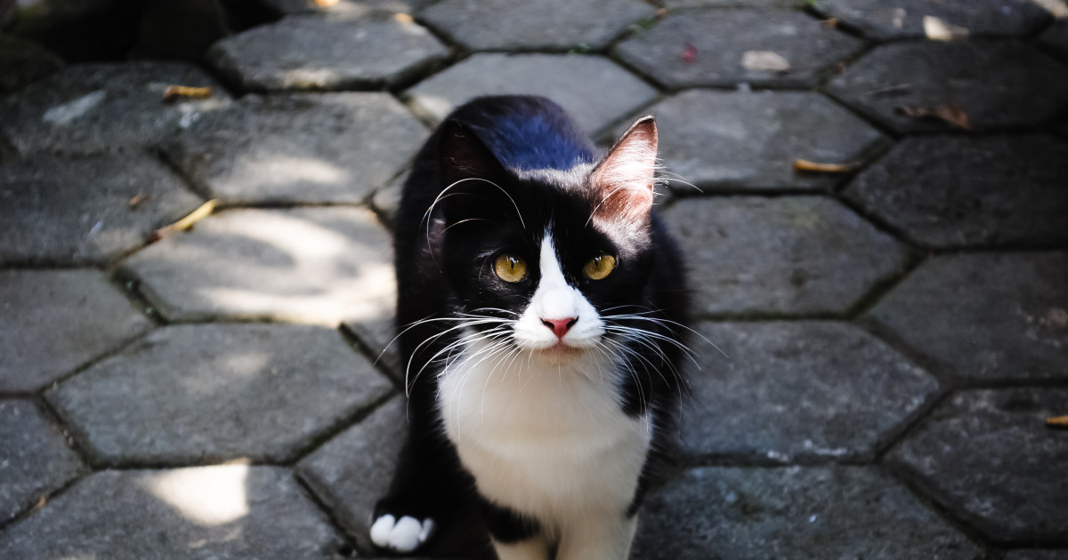 Story of Tuxedo Cat Who Went Missing at JFK Airport Has the Internet ...