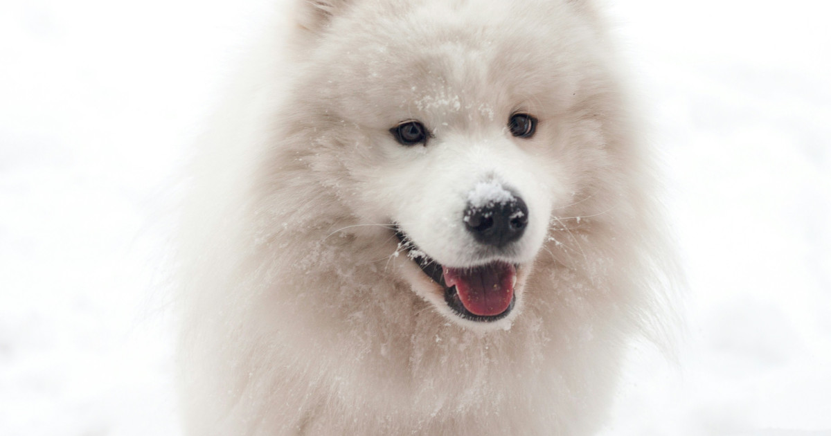 Samoyed's Human-Like Good Morning Hug for Dad Will Have You Amazed ...
