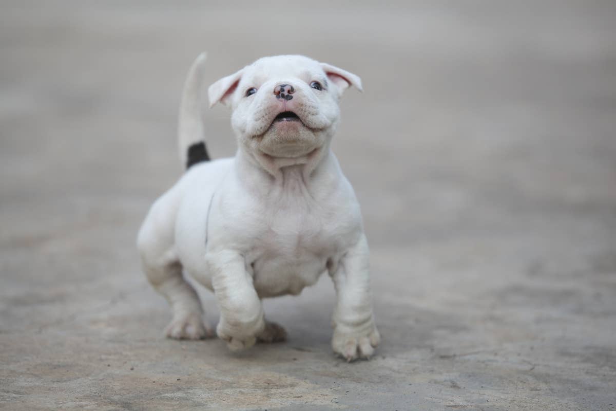Pit Bull Foster Family Picks up New Puppy Named Piglet and We're Crying ...