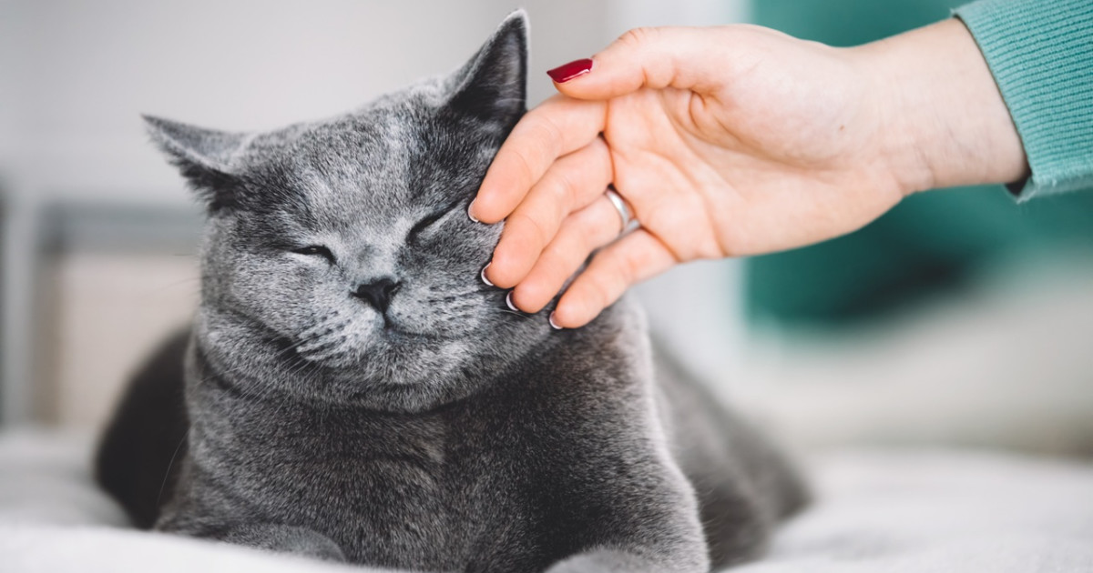 8 Heartwarming Signs Your Cat is Happy You’re Home, Say Vets - Parade Pets