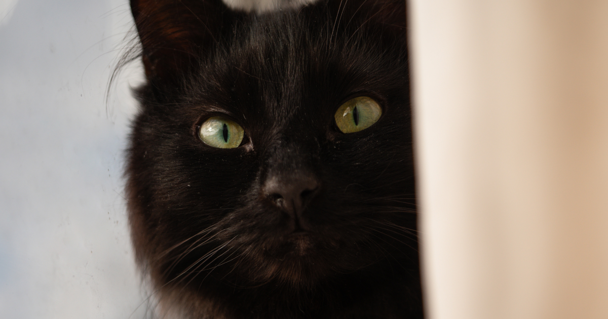 Black Cat’s Morning Routine With the Mailman Is the Cutest Mail ...