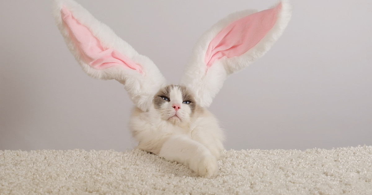 Cat Named 'Bunny' Legit Has Rabbit Feet and We Can't Unsee It - Parade Pets