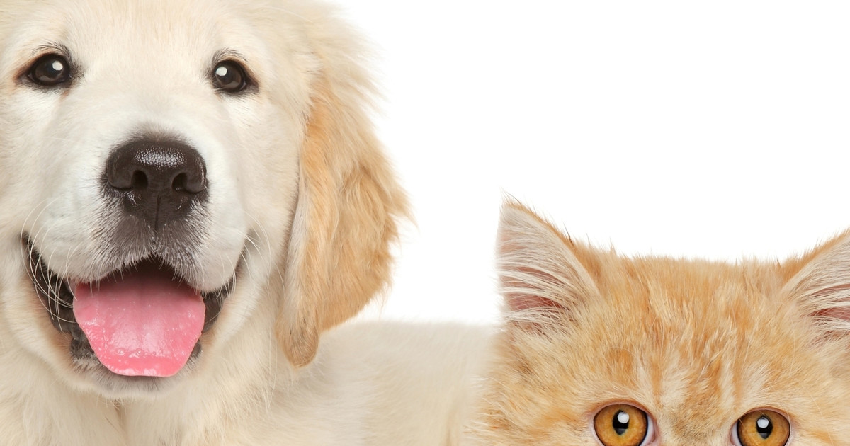 Golden Retriever Puppy Doesn't Give Orange Cat Sibling a 'Minute of ...