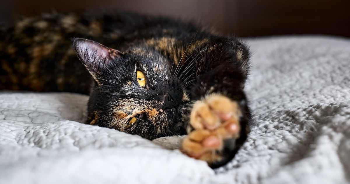 Tortoiseshell Cat's Irish Dancing Talents Are So Impressive - Parade Pets