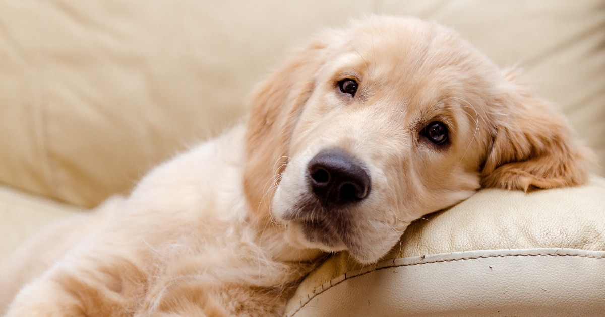 Golden Retriever Tries To Squeeze Into a Too Small Hotel Bed - Parade Pets