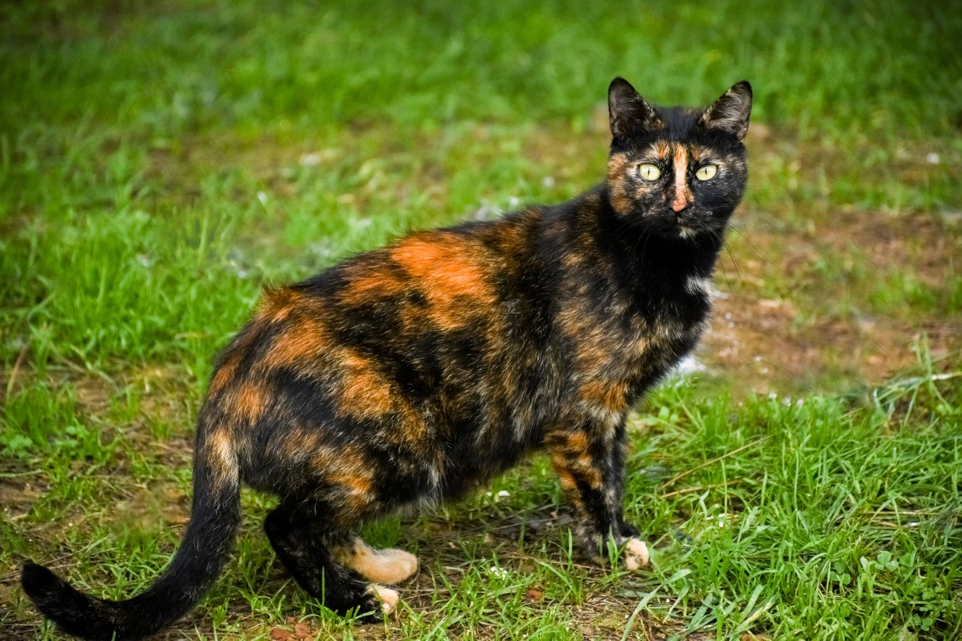 World's Oldest Living Cat Hits Impressive Age Milestone - Parade Pets