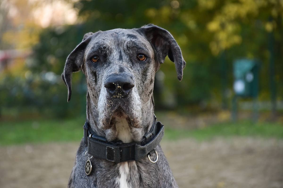 9 Dachshunds Discover the Fun Perks of Having a Great Dane Foster ...