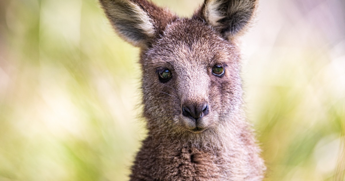 Newborn Kangaroo Is All Legs and Wobbly in the Cutest Way - Parade Pets